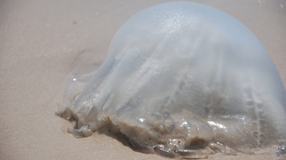 Scientists Try Using Mucus from Jellyfish to Clean the Seas (with VIDEO ...