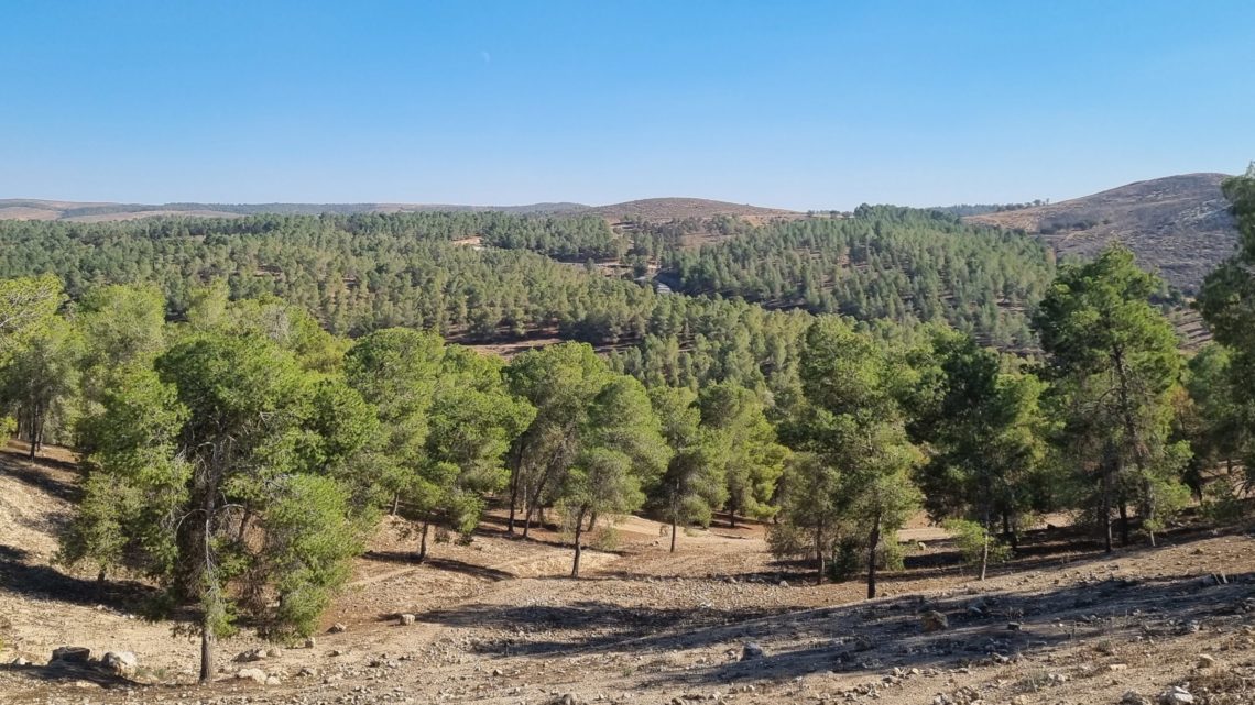 How KKL-JNF Plans To Save Israel’s Largest Planted Forest - The Media Line