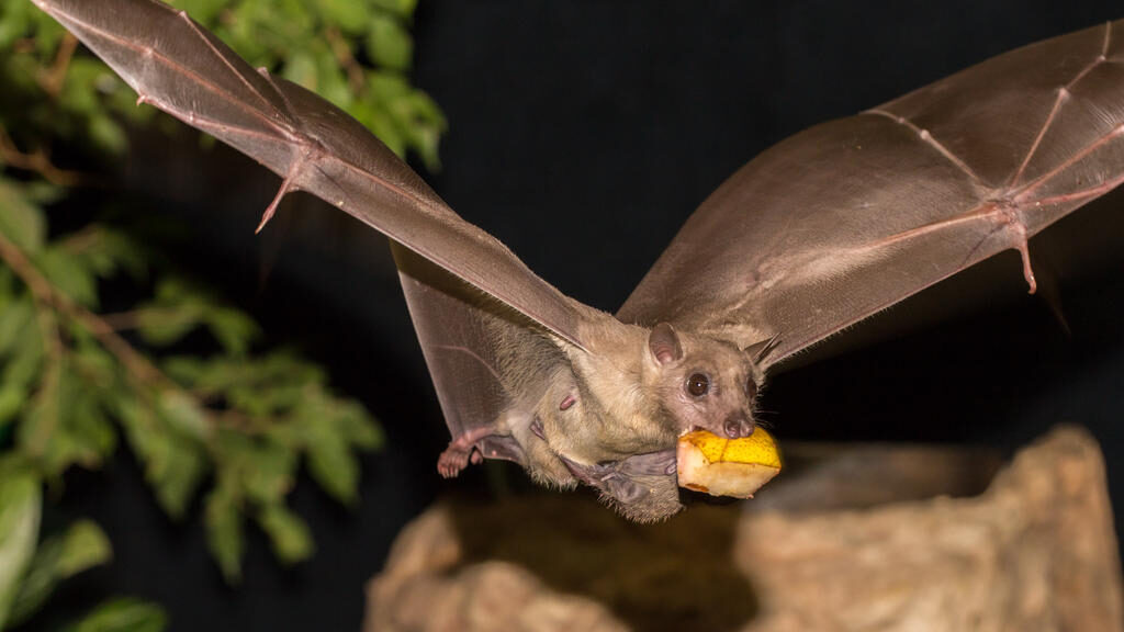 Wild Bats Demonstrate Human-Like Cognitive Abilities, Study Finds - The ...